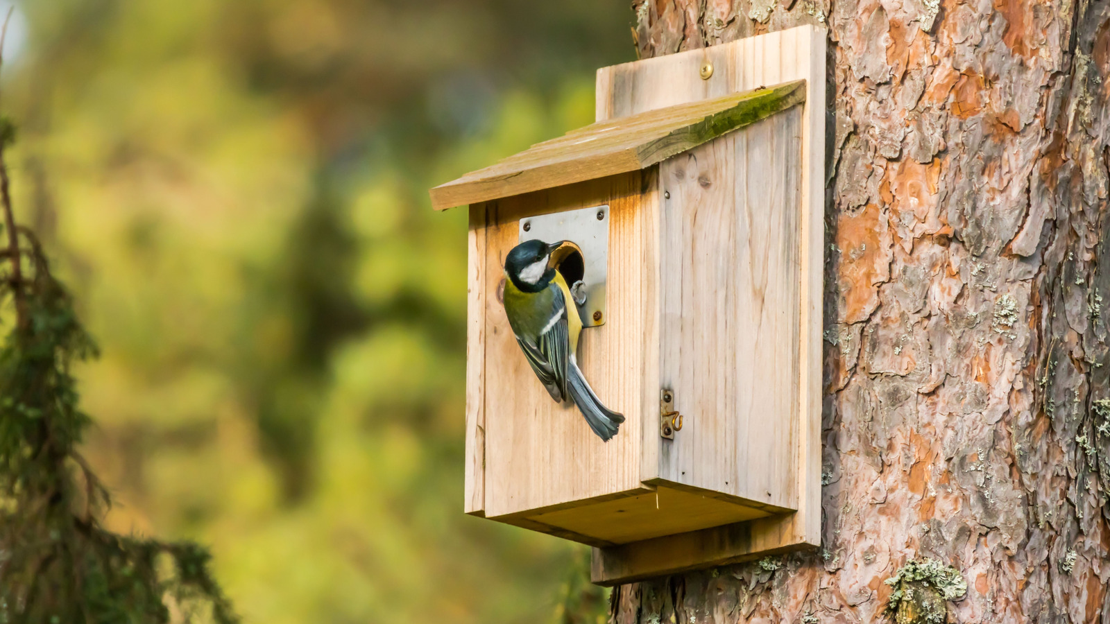 How To Properly And Safely Mount A Birdhouse To A Tree