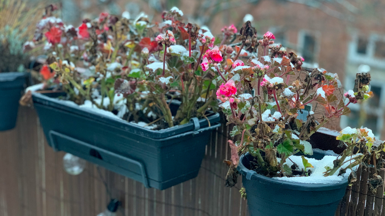 How To Protect Your Geraniums During The Winter Months