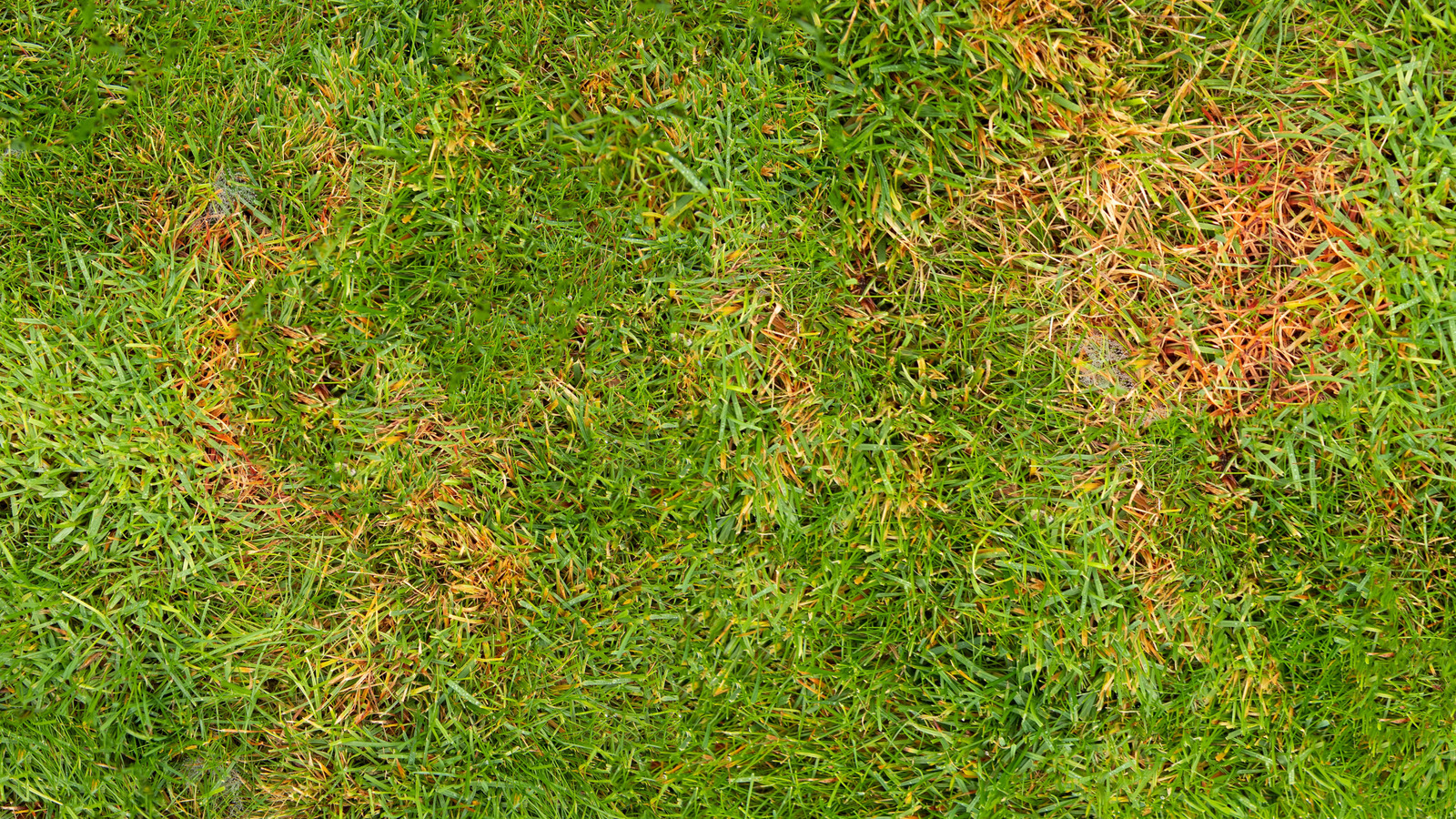 How To Quickly Treat Rust Fungus On Your Lawn