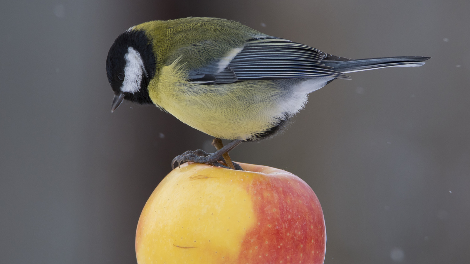 How To Repurpose An Apple For A Unique Bird Feeder
