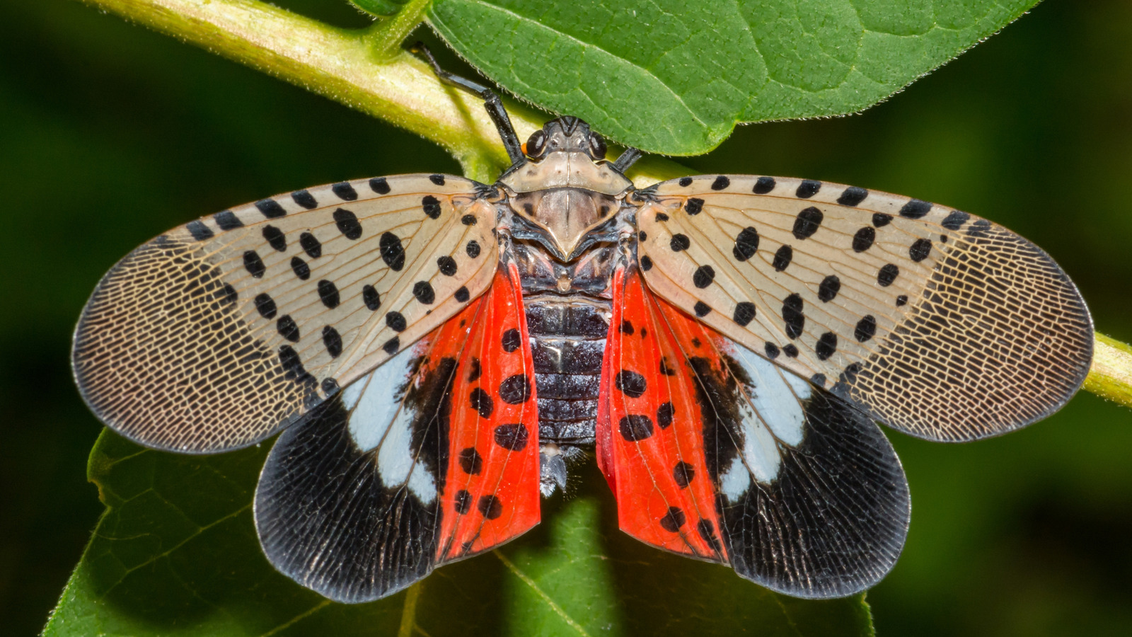 How To Spot And Remove Spotted Lanternflies In Your Yard