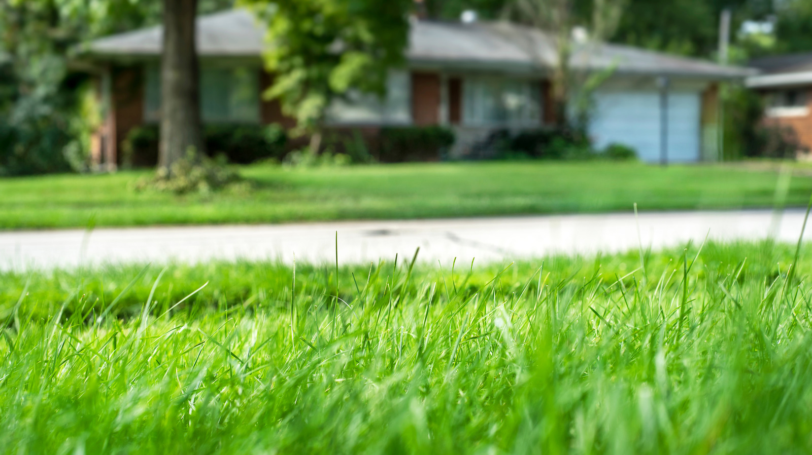 How To Successfully Care For Your Cool-Season Grass