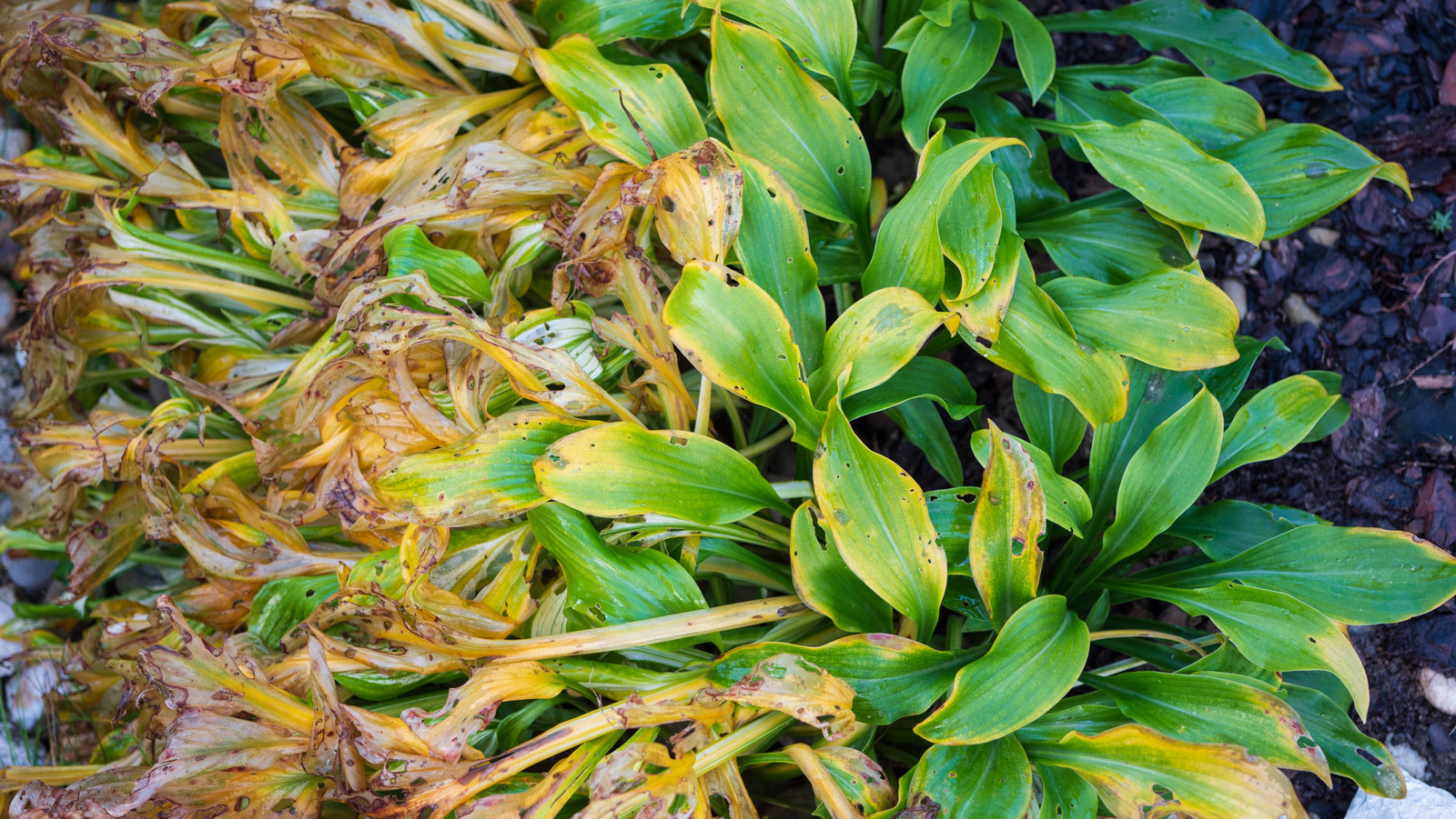 How To Tell If Your Hostas Have Frost Damage And Tips For Saving Them