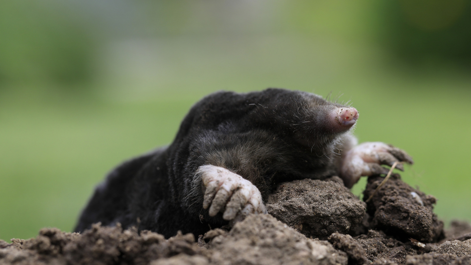 How To Tell The Difference Between Mole And Snake Holes In Your Yard