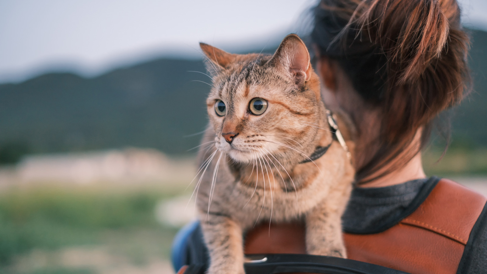 How To Train Your House Cat To Be A Hiking Cat