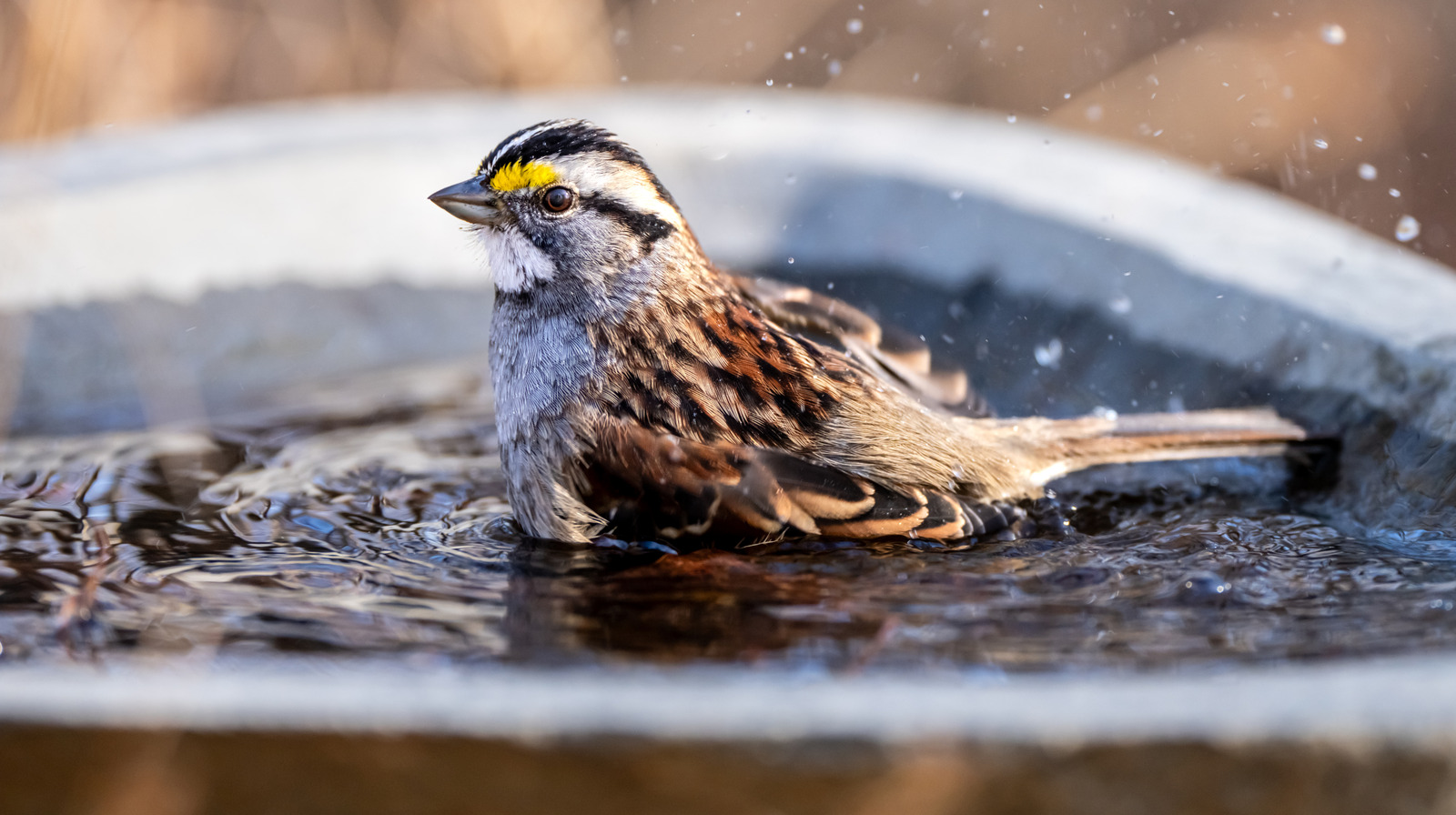 How To Transform Old CDs Into A Unique DIY Birdbath