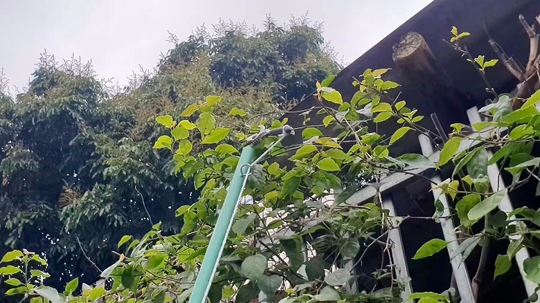 How To Turn Your PVC Pipe Into A Simple DIY Tree Trimming Tool