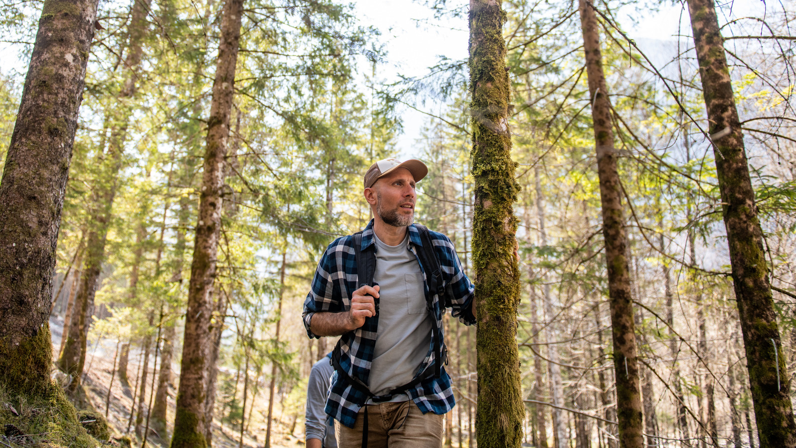 How To Use Tree Wells For Shelter If You Get Lost In The Woods