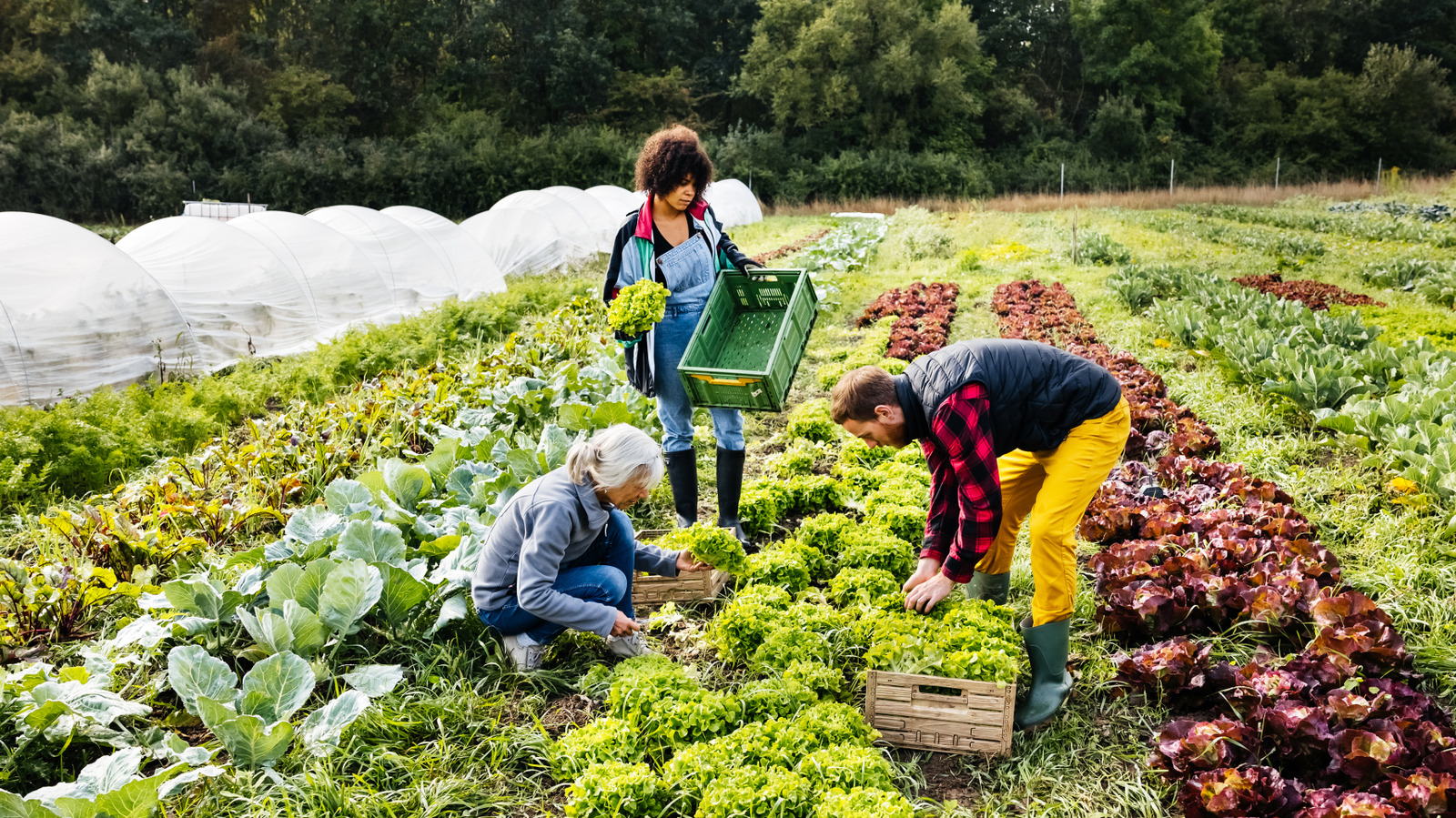 How Wood Ash Can Help You Grow Healthy Fruit Trees And Vegetable Gardens