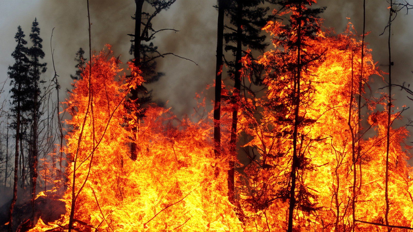 How You Can Prevent Wildfires On Your Next Outdoor Adventure