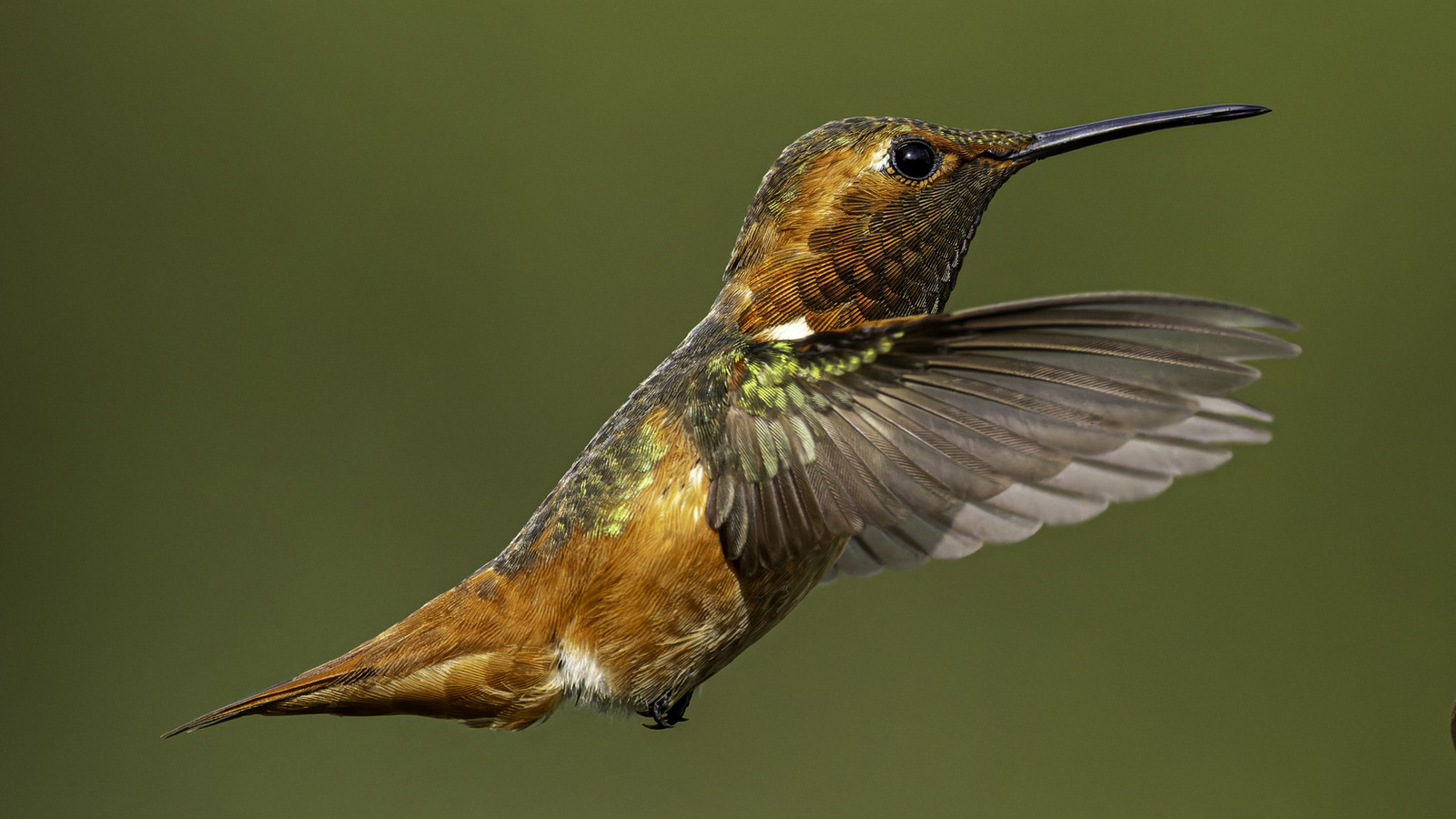 Hummingbirds Are Absolutely Obsessed With This Bright Purple Ground Cover