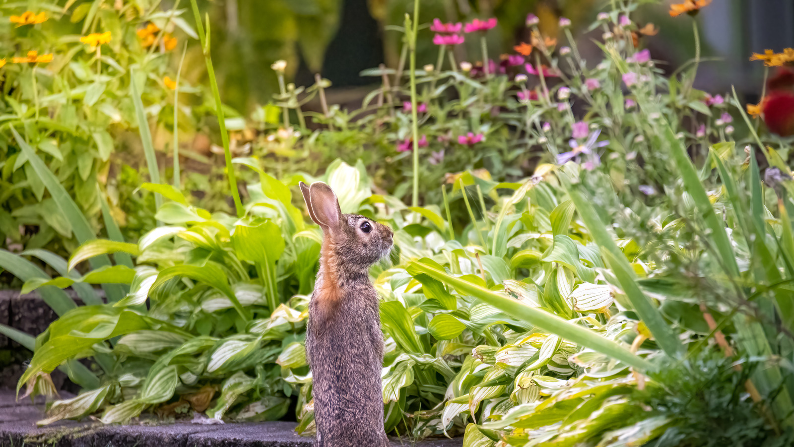 If Rabbits Are Destroying Your Garden, Try These Rabbit-Resistant Plants