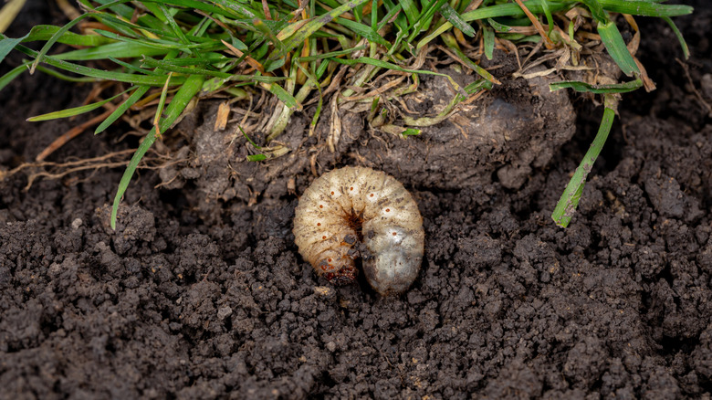 If These Birds Won't Stop Damaging Your Lawn, They May Actually Be Helping