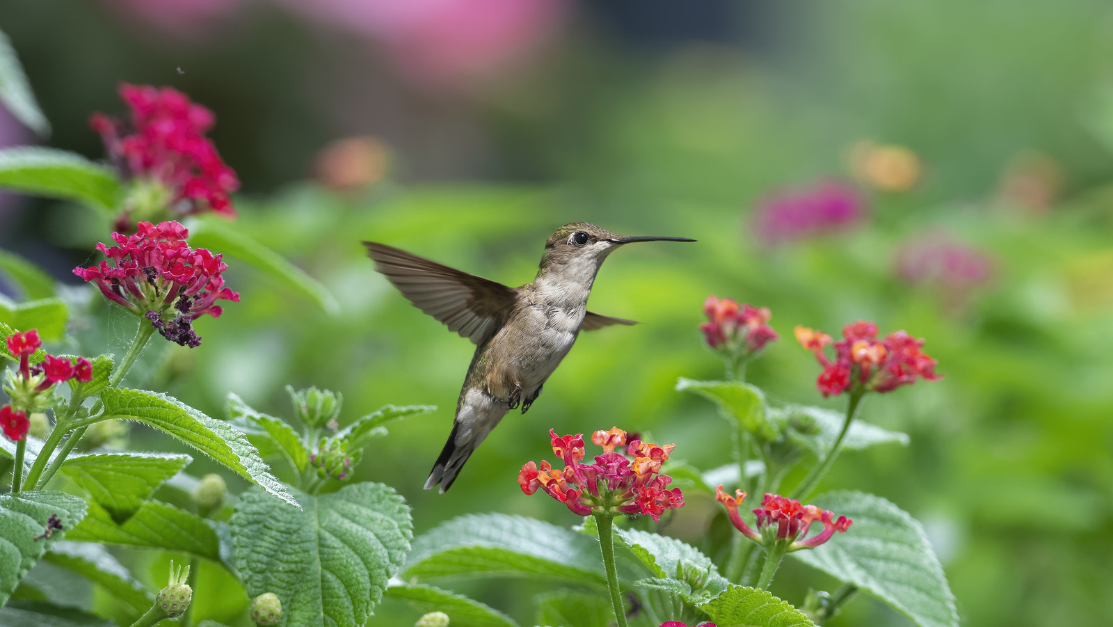 If You Want To See More Hummingbirds In Your Yard, Tie This Around Your ...