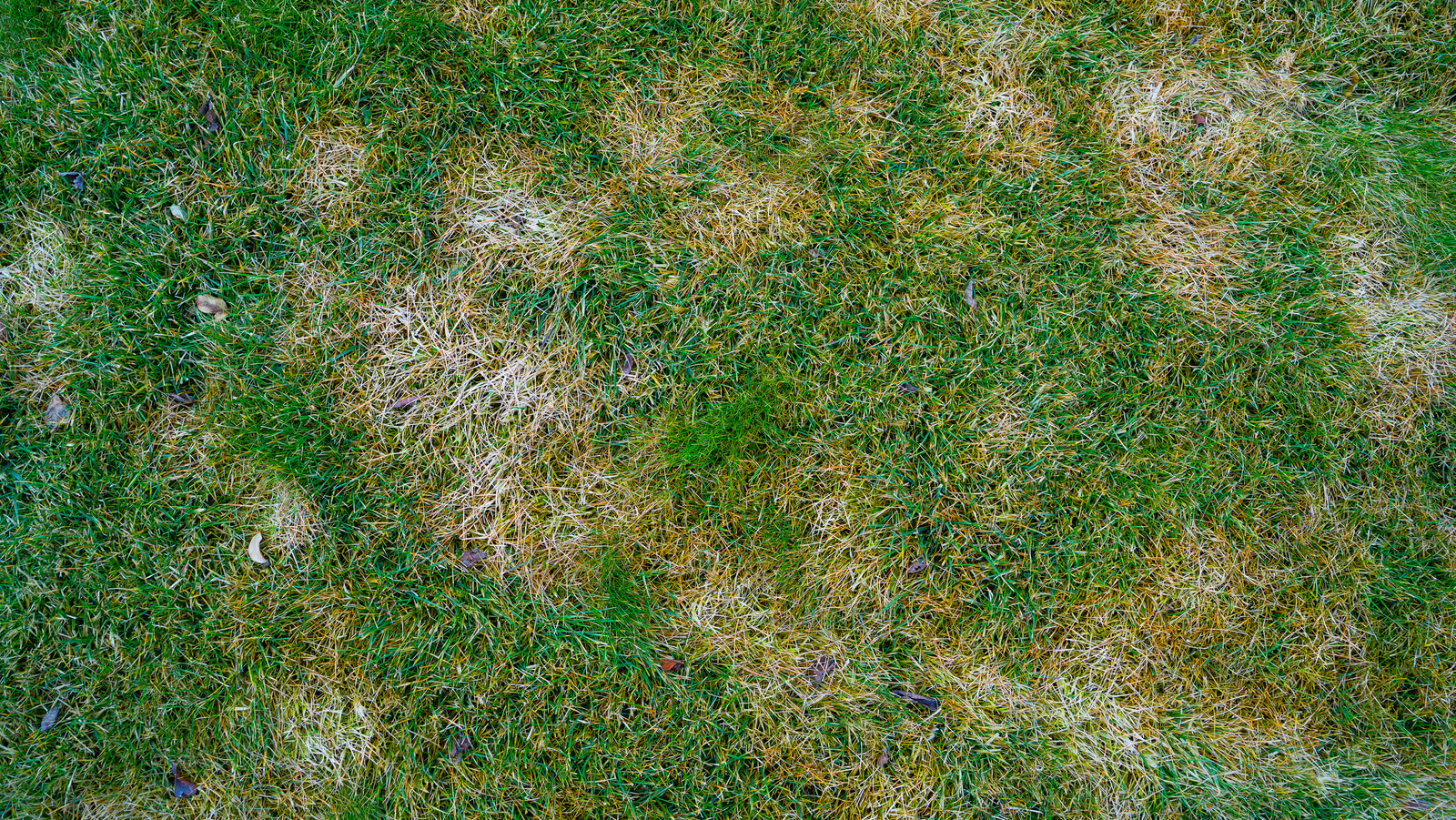 If Your Yard Is Full Of Bare Patches, Try Planting A Vibrant Ground Cover