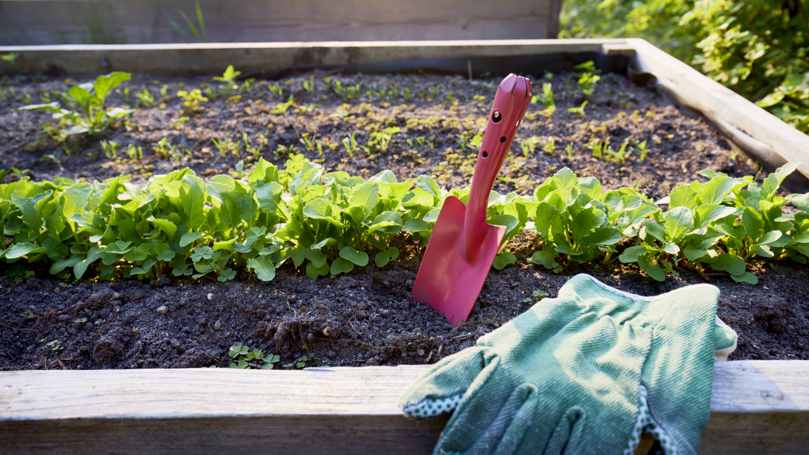 Improve Your Garden's Soil By Growing This Versatile Vegetable