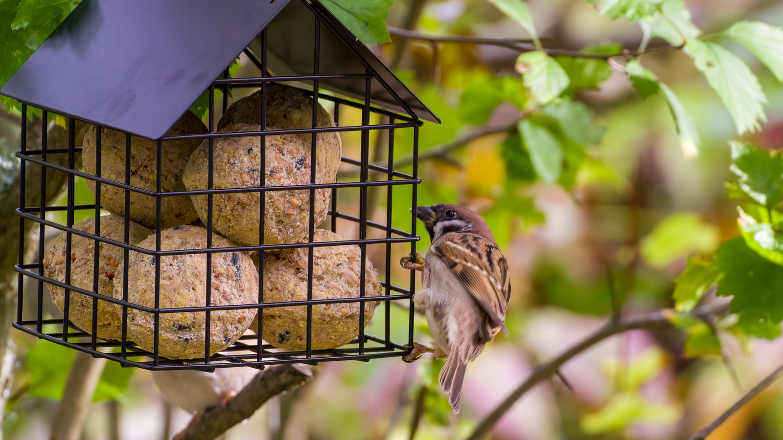 Is It Safe To Add Bacon Grease To A Bird Feeder? Here's What We Know