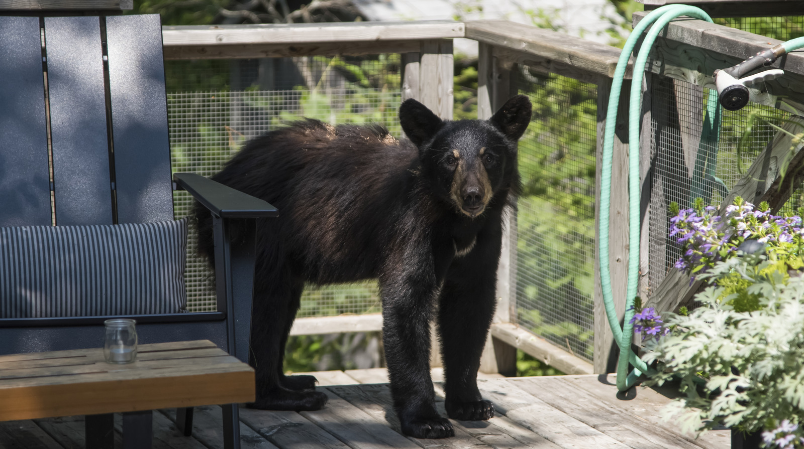 Keep Bears Away While Barbecuing With These Simple Tips