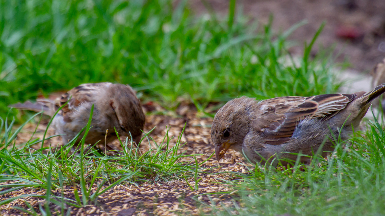 Keep Birds Away From The Grass Seed On Your Lawn With A Must-Try Trick