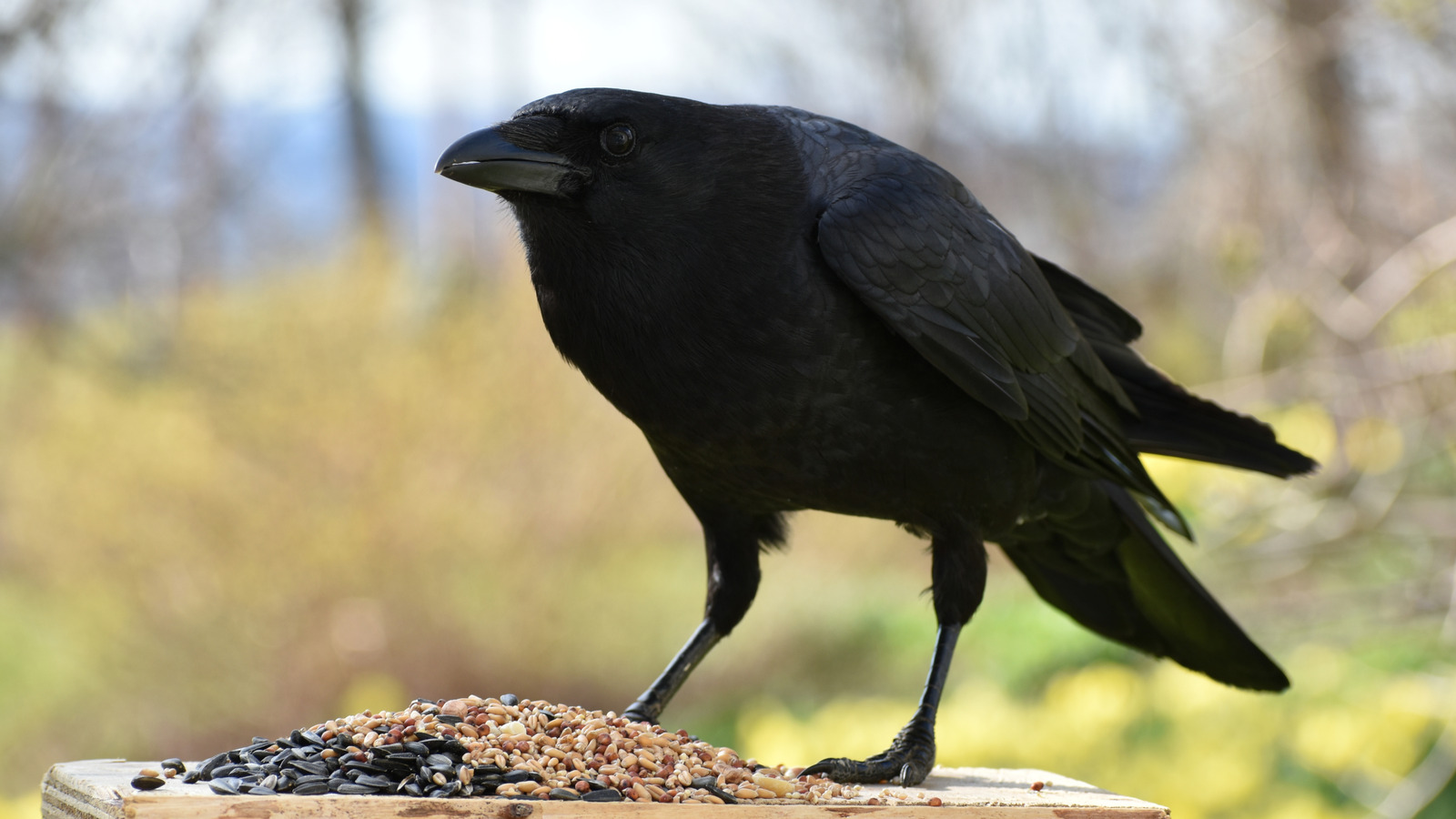 Keep Crows Out Of Your Yard With A Clever Bird Feeder Trick