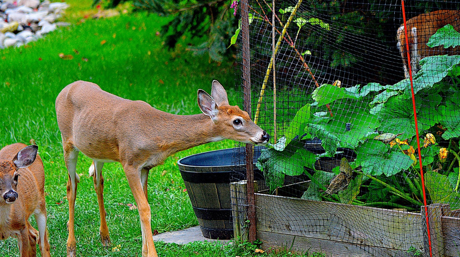 Keep Deer Out Of Your Yard With A Must-Plant Privacy Shrub