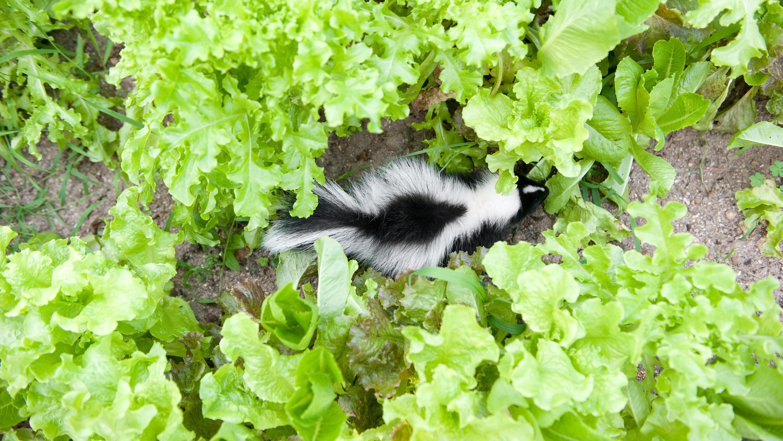 Keep Skunks At Bay By Adding This Vegetable In Your Garden