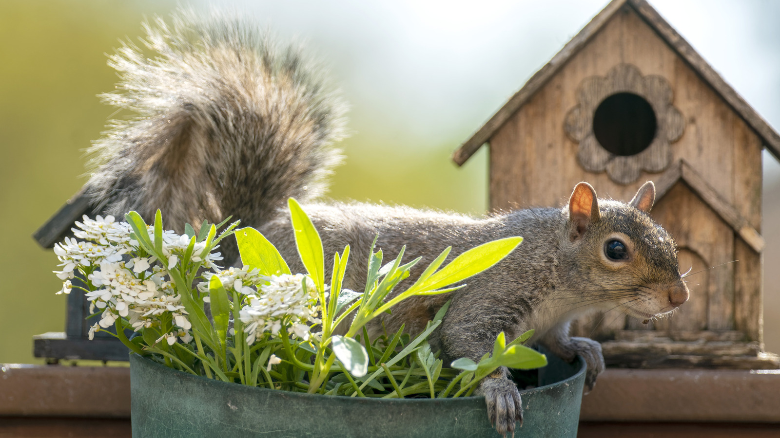 Keep Squirrels Away From Hanging Plants And Window Boxes With These Tips