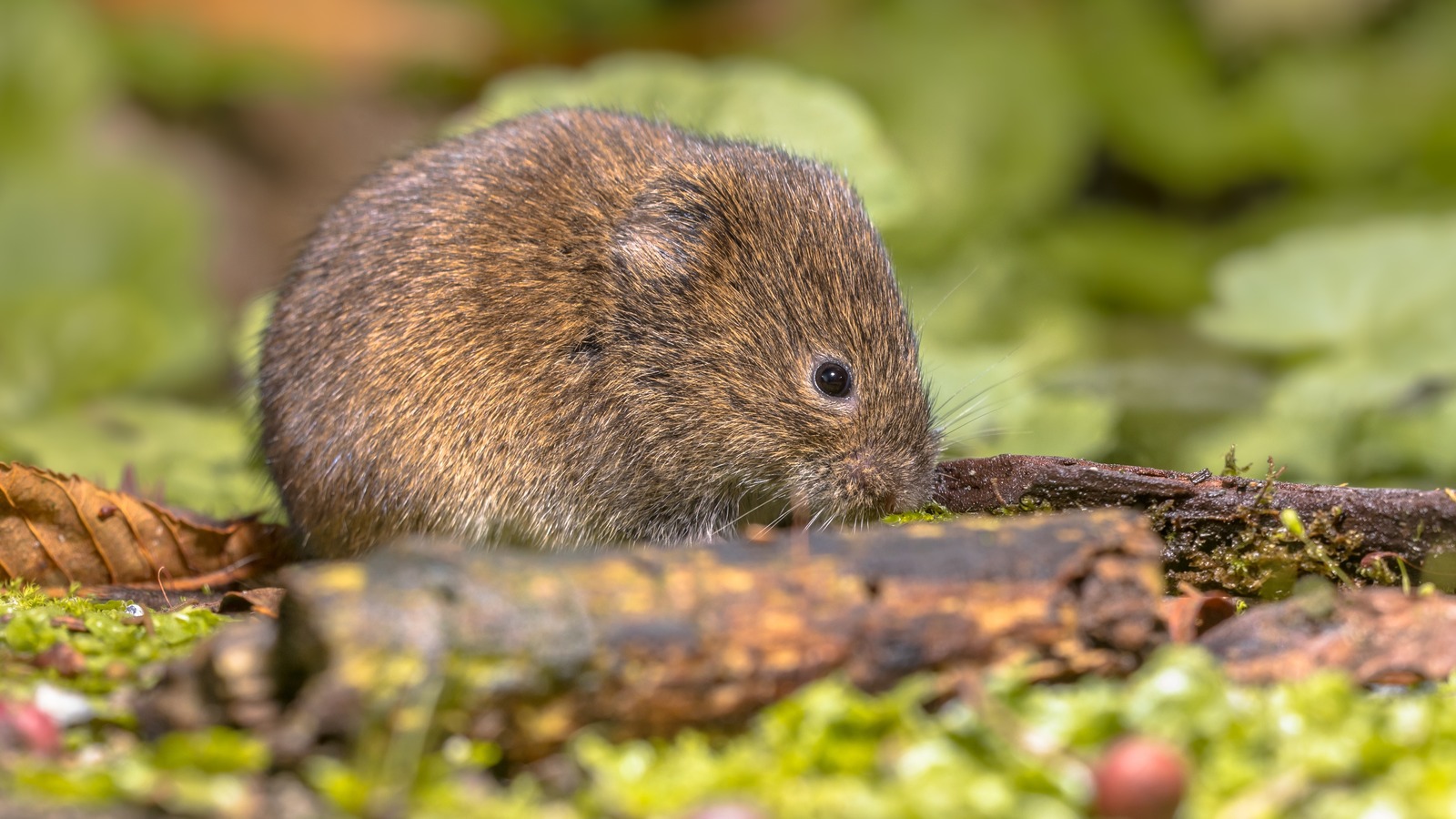 Keep Voles Away With Ornamental Alliums