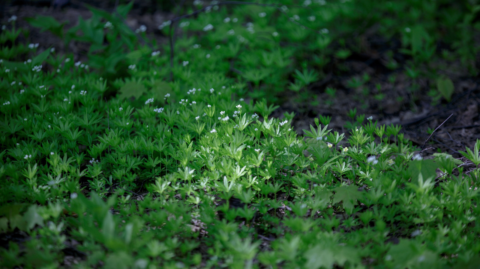 Keep Your Lawn Weed-Free With This Low-Maintenance Grass Alternative