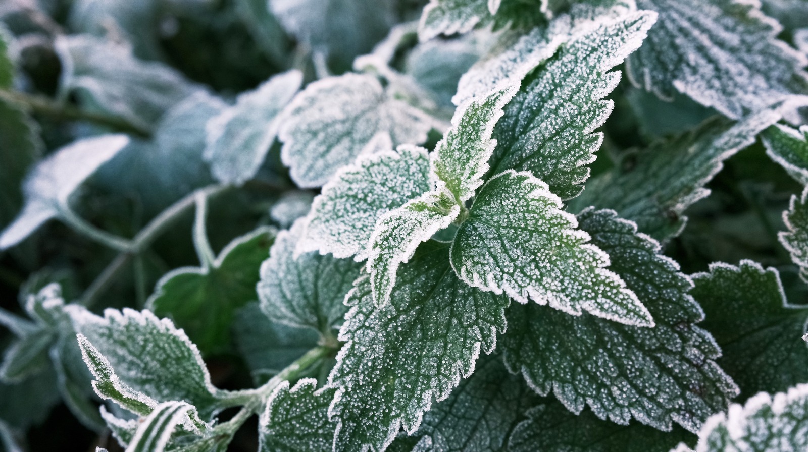 Keep Your Mint Plants Thriving All Winter Long With These Tips
