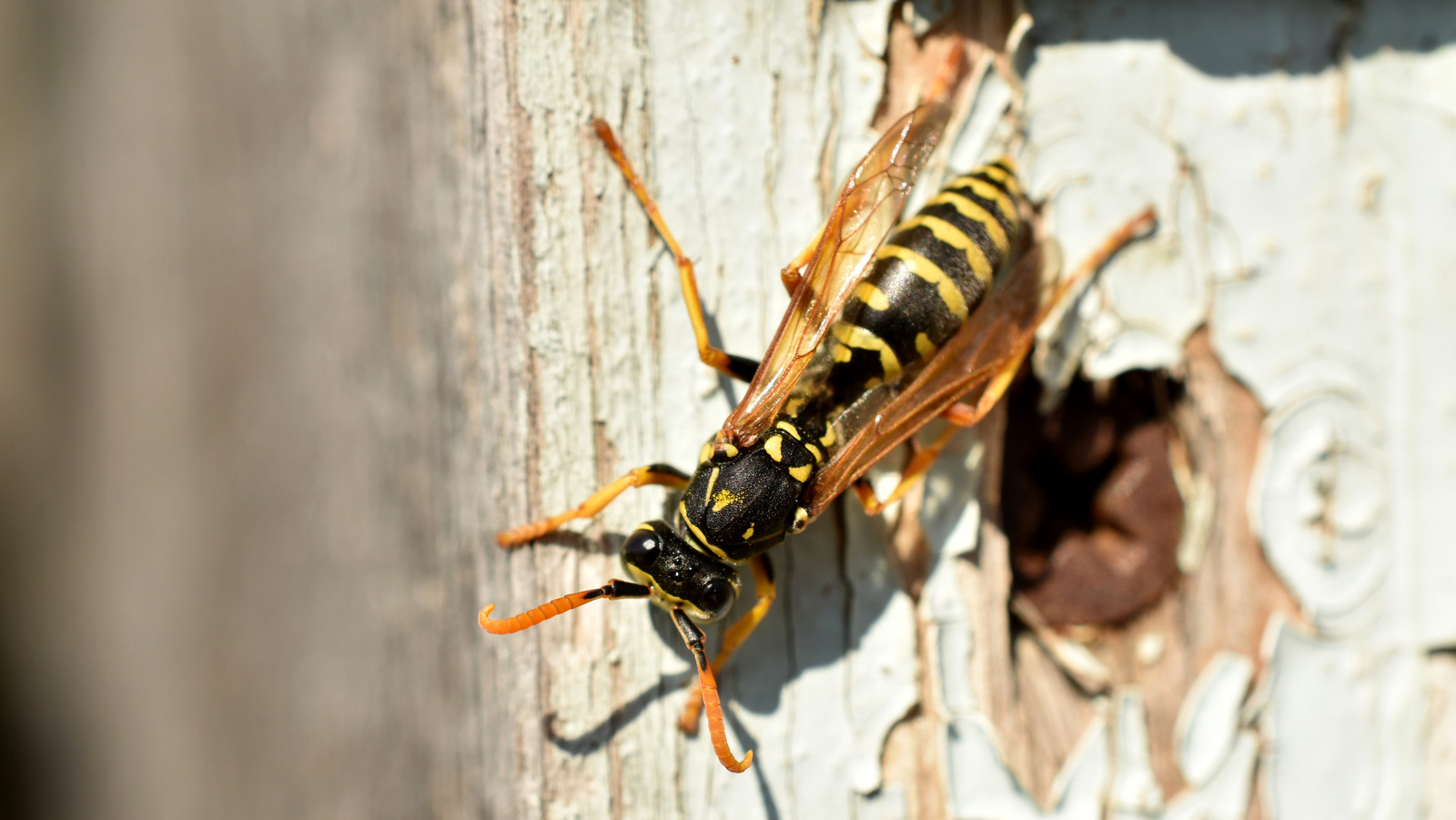 Having Tabasco On Hand Will Keep Yellowjackets Away From Your Yard