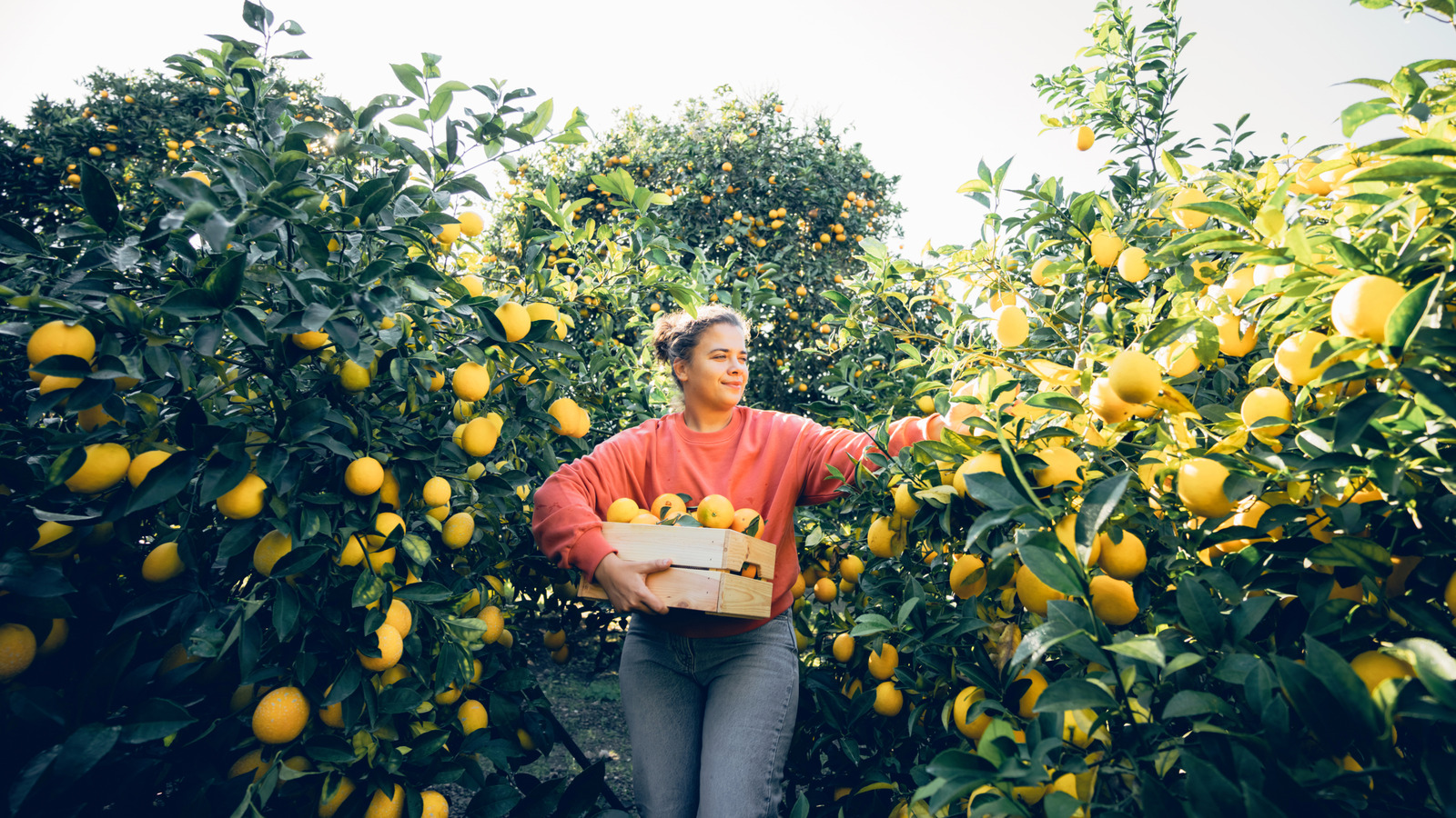Lemon Juice May Be The Secret To A Truly Thriving Garden