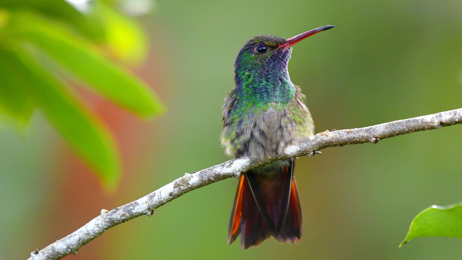 Lure Hummingbirds To Your Yard With A Must-Try Container Garden Combination