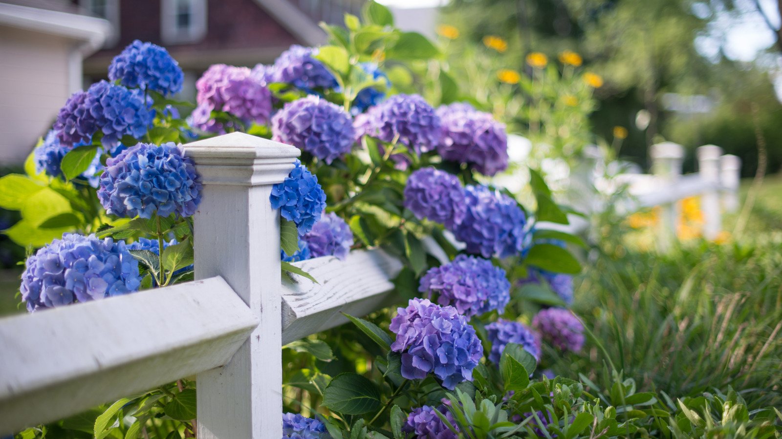Make A Statement In Your Garden By Planting Hydrangeas With This ...