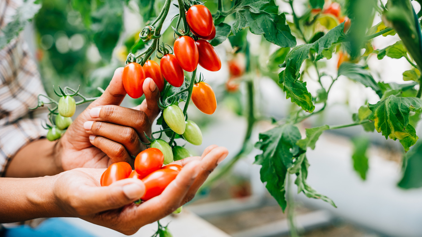 Martha Stewart's Must-Try Tip For Growing A Tomato Garden
