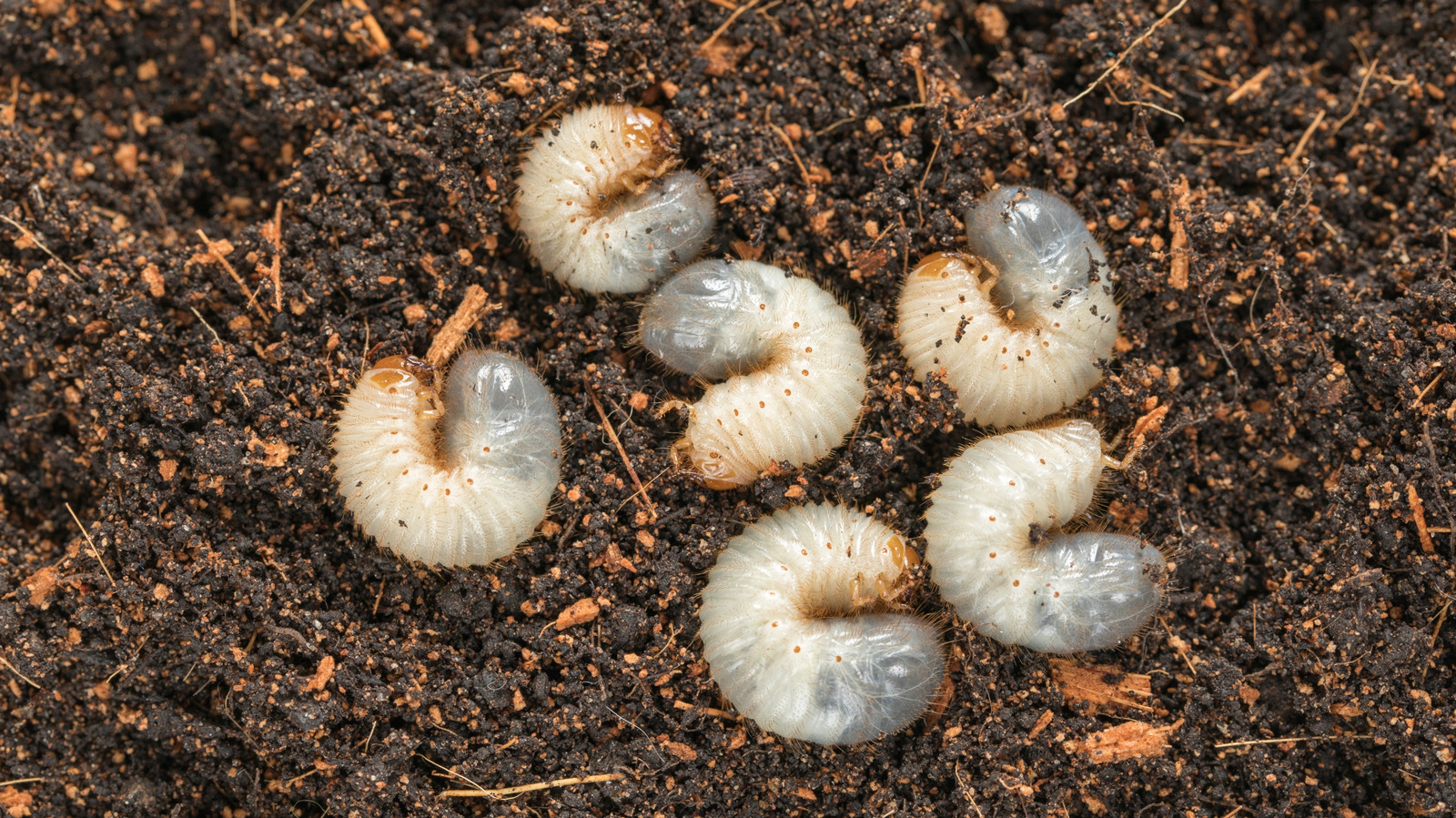 Minimize Grub Worms In Your Yard With These Lawn Mowing Tips