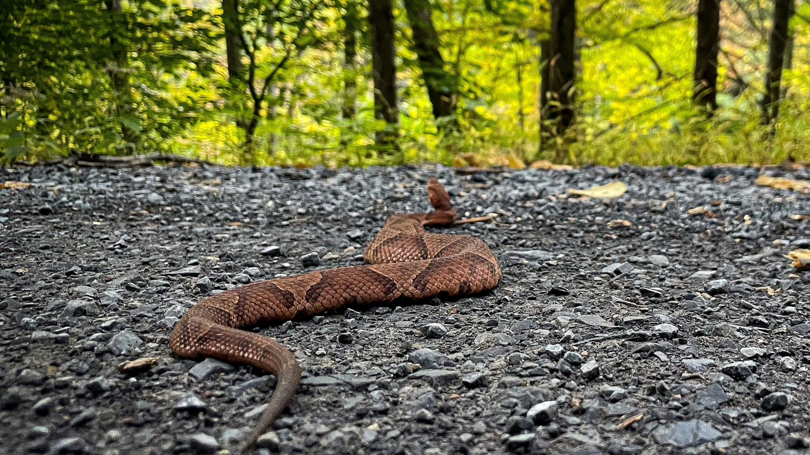Natural Snake Repellents To Try Out During Your Next Camping Trip
