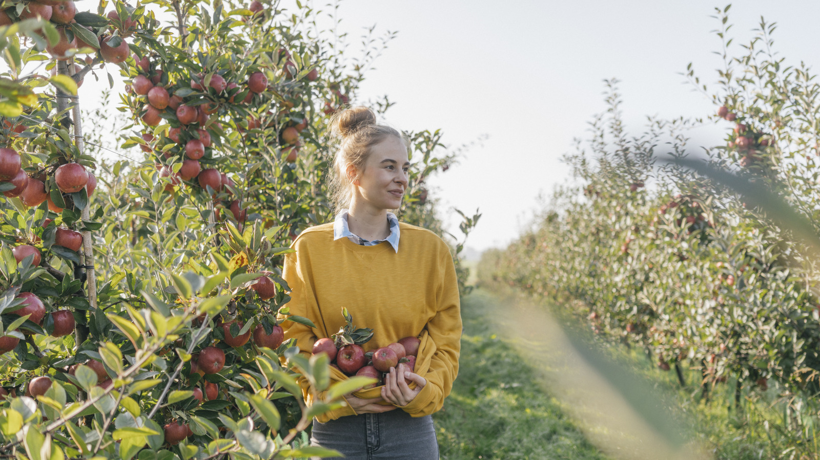 Naturally Fertilize Your Fruit Trees With The Help Of A Gorgeous Ground ...