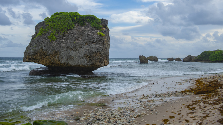 Nature Enthusiasts Won't Want To Skip This Beautiful Barbados Park