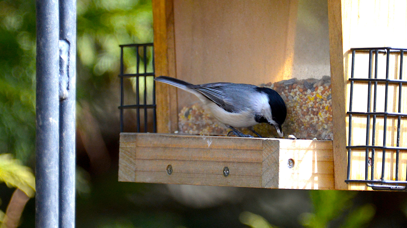 One Of The Best Bird Feeder Cleaning Tools Can Be Found In Your Bathroom