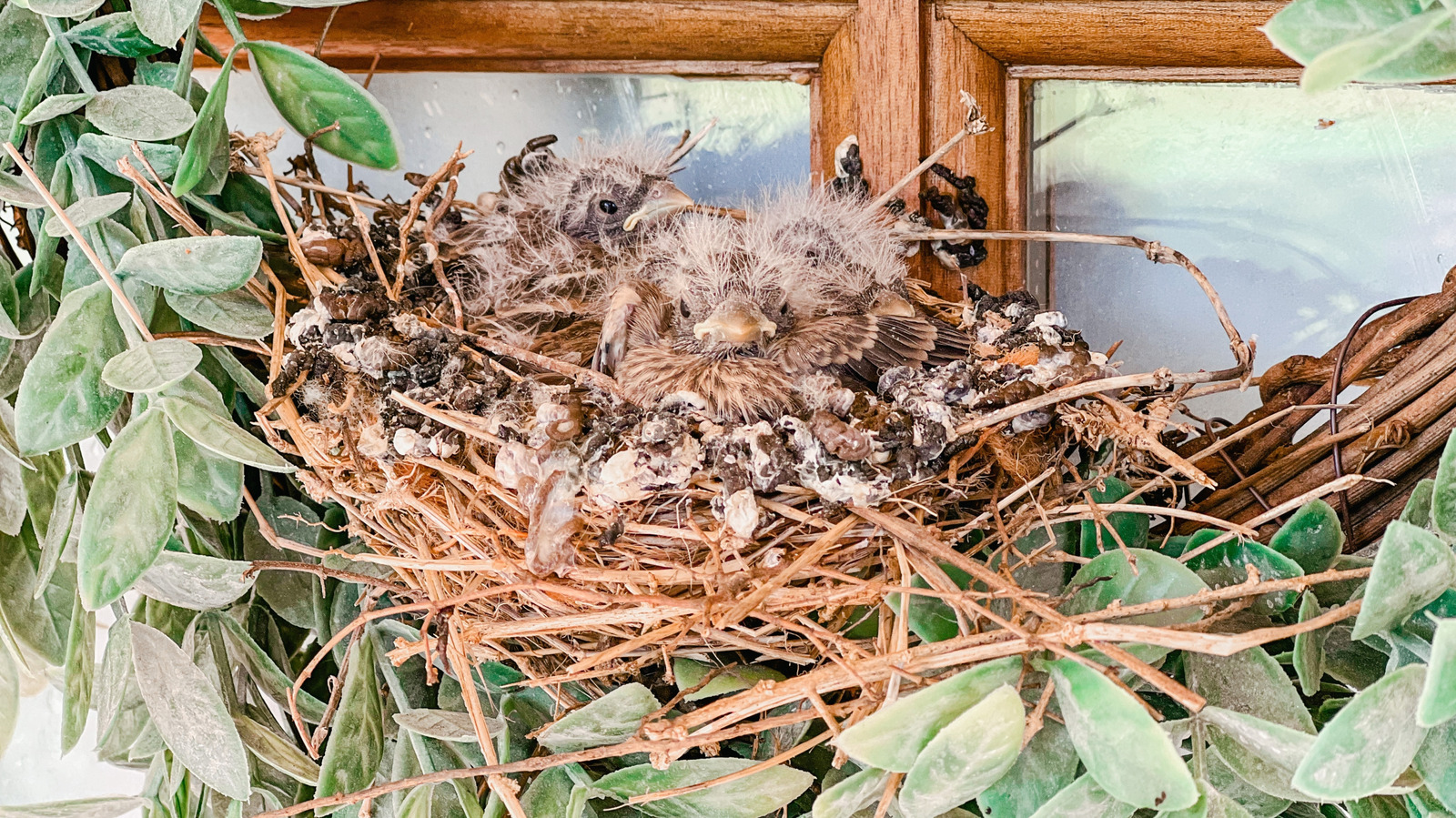 One Simple Solution That'll Stop Birds From Nesting In Your Wreaths