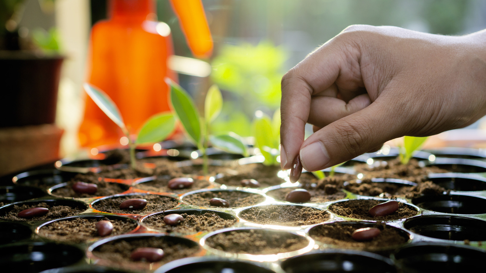 One Thing To Keep In Mind Before You Start Planting Flower Seeds