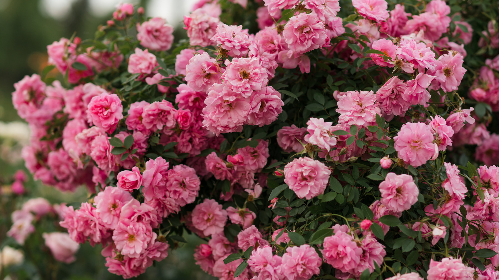 Our Top Tips For Caring For Your Rose Bushes During The Fall