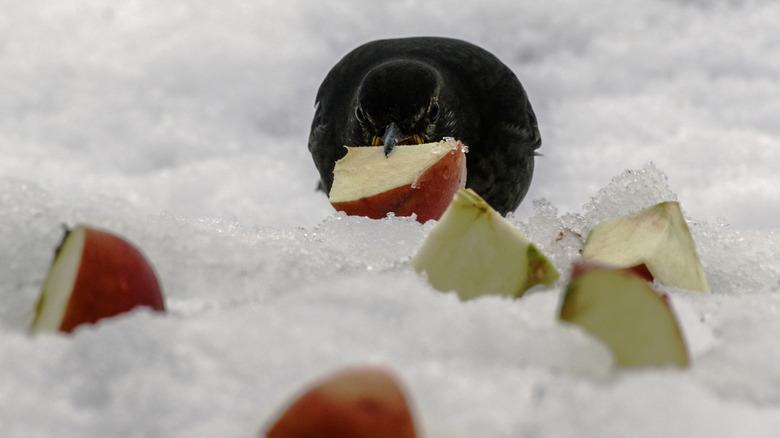 Out Of Bird Seed? This Simple Alternative Keeps Birds Well-Fed In Winter