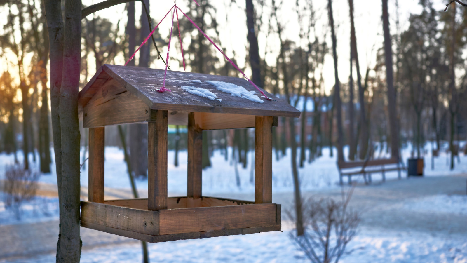 Out Of Bird Seed? This Simple Alternative Keeps Birds Well-Fed In Winter