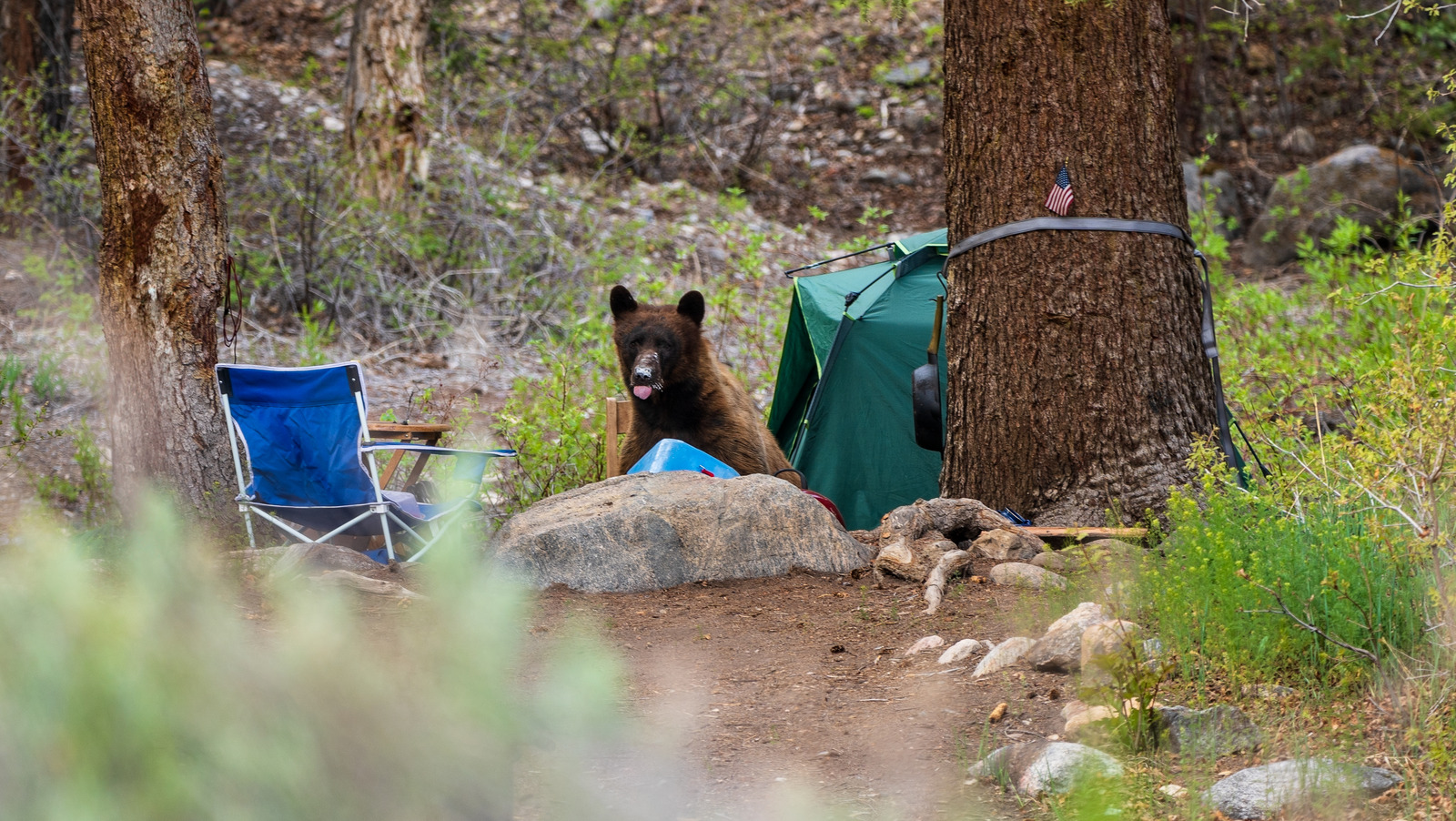 Pack This Kitchen Spice For Your Next Camping Trip To Help Keep Bears Away