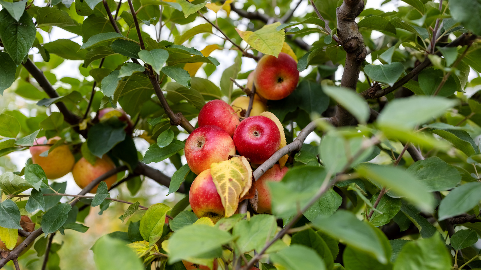 Pests Around Your Fruit Trees Will Be A Thing Of The Past Using A ...