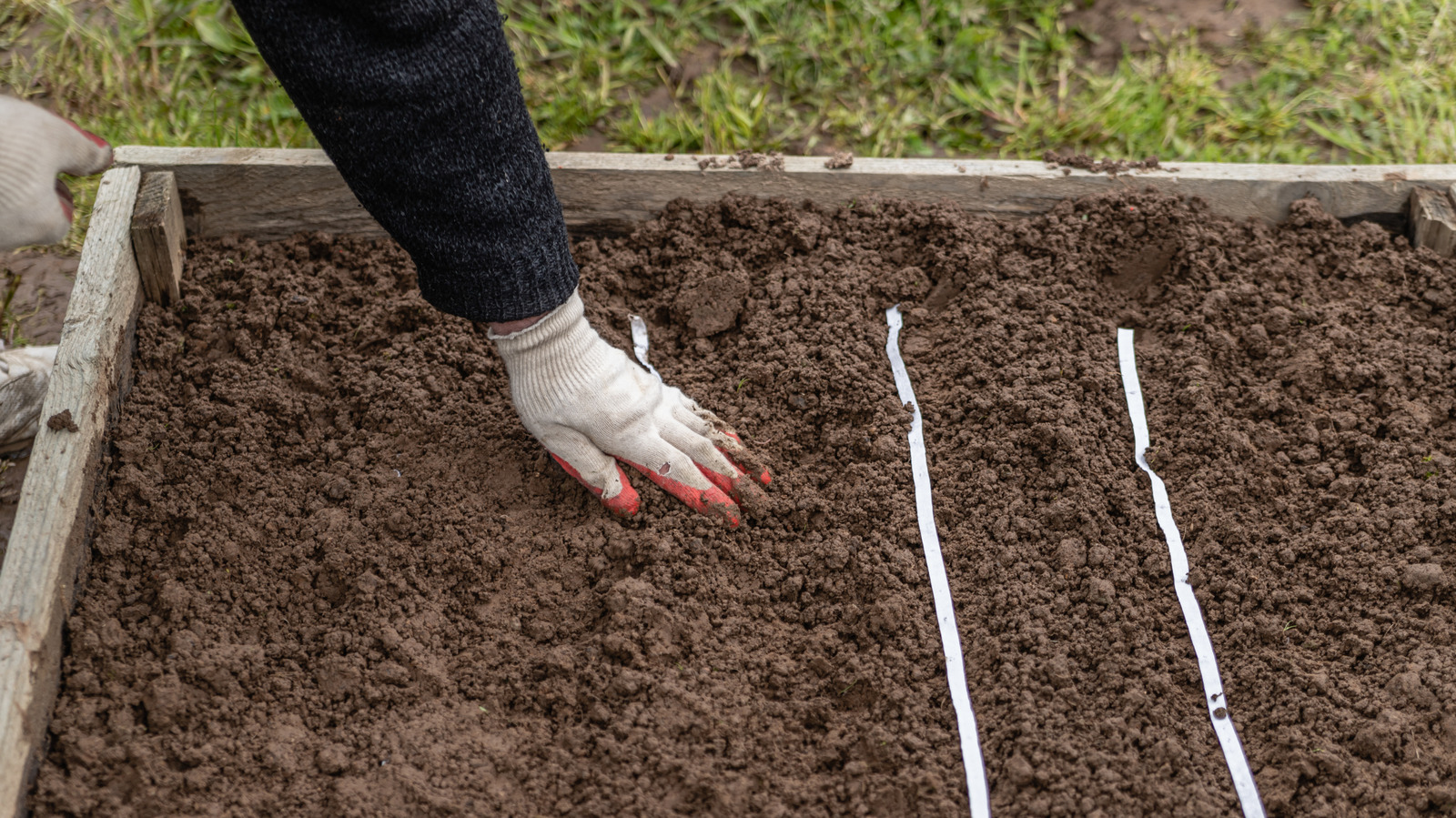 Plant This Frost-Tolerant Flower As Winter Ends To Get A Jumpstart On ...