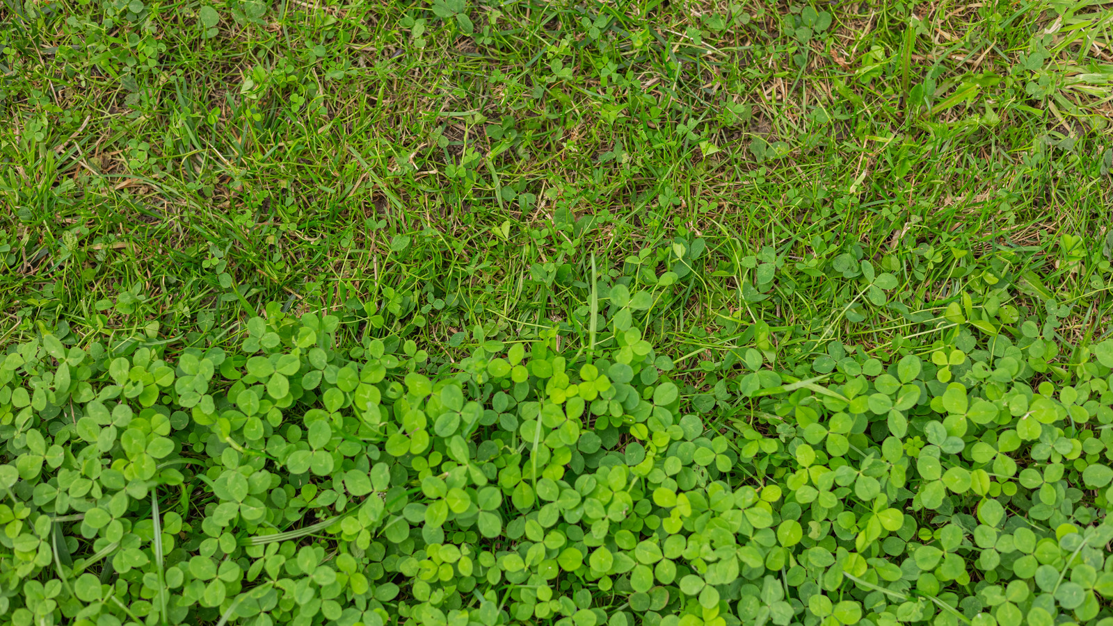 Plant This Grass Alternative For A Beautiful, Low-Maintenance Lawn