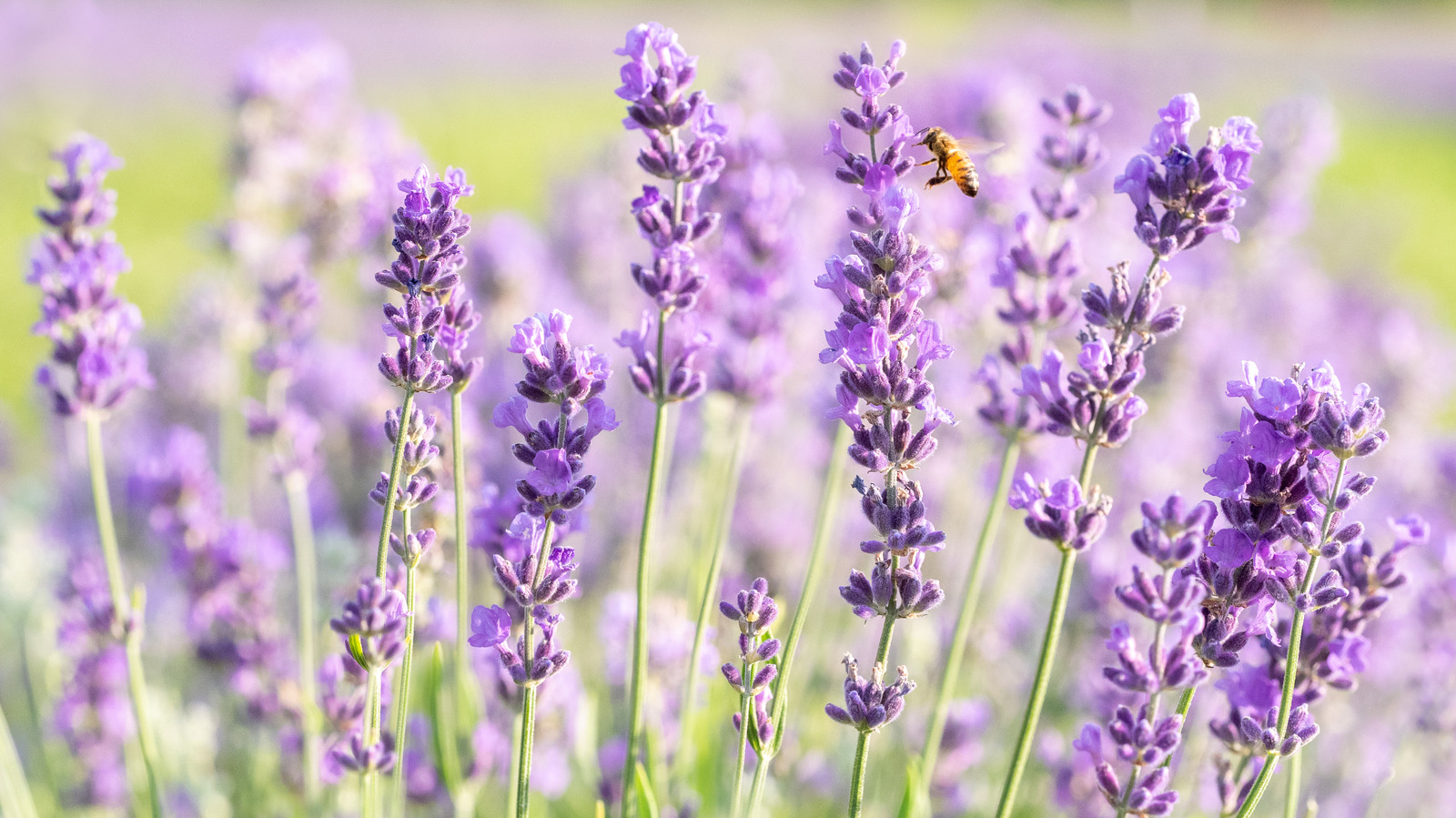 The Science Behind Lavender's Pest-Repelling Capabilities